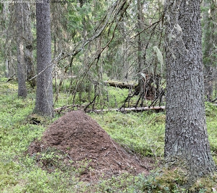 Kuva: Muurahaispesä kuusimetsässä - muurahaispesä muurahaiskeko keko ...