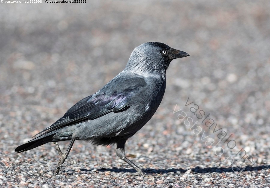 Kuva: Naakka - naakka Corvus monedula varislintu lintu kaupunkilintu ...