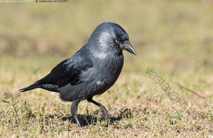Kuva: Naakka - naakka Corvus monedula varislintu lintu kaupunkilintu ...