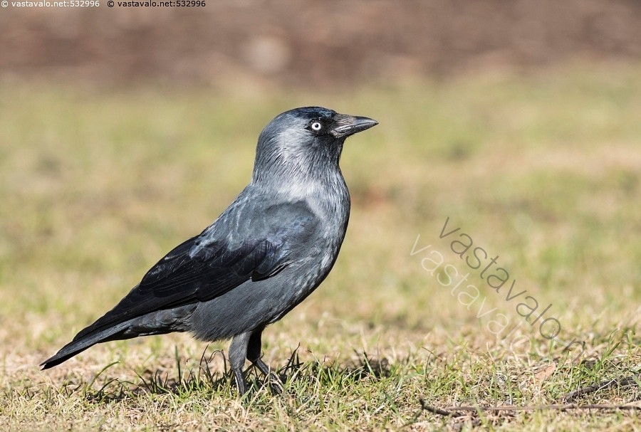 Kuva: Naakka - naakka Corvus monedula varislintu lintu kaupunkilintu ...