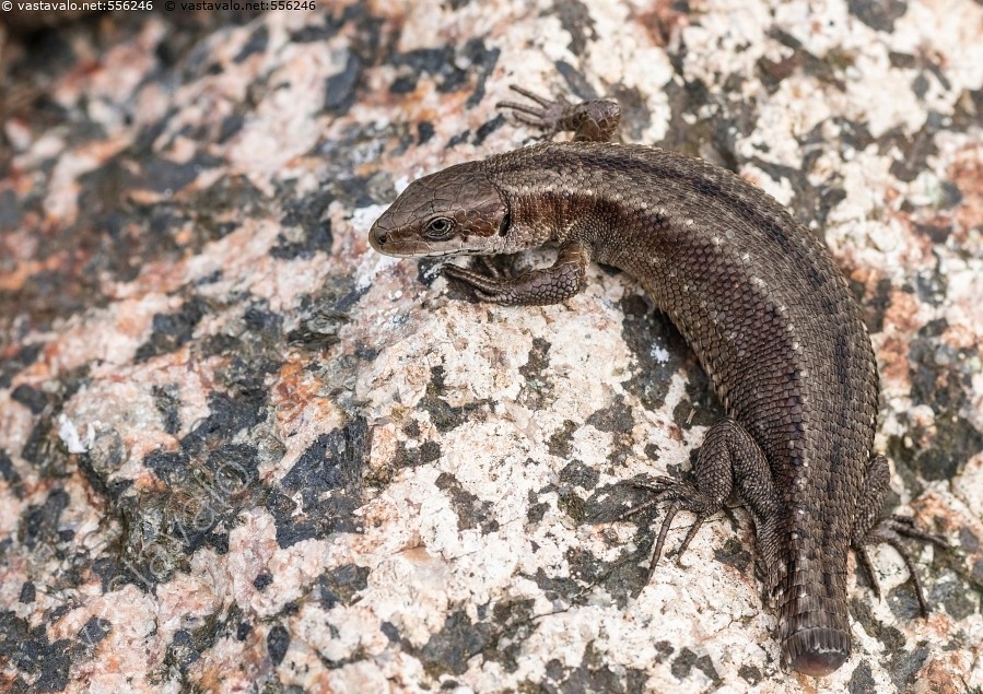 Kuva: Hännätön sisilisko - sisilisko Zootoca vivipara matelija ...