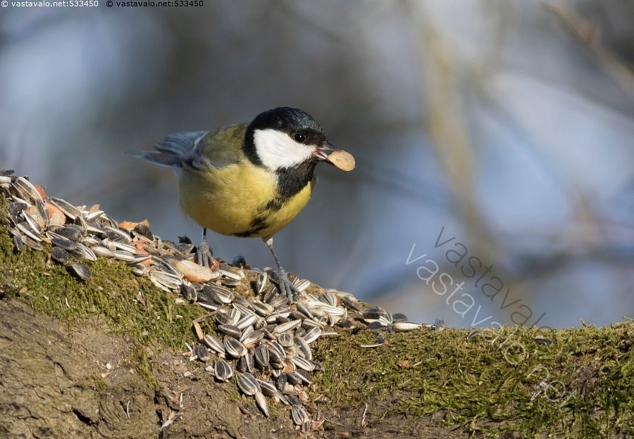 Kuva: Talitiainen ruokinnalla - talitiainen tiaiset lintu pikkulintu ...