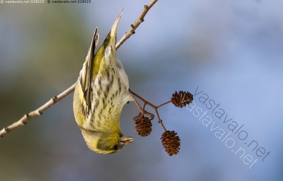 Kuva: Vihervarpunen - vihervarpunen carduelis spinus fringillidae lintu ...