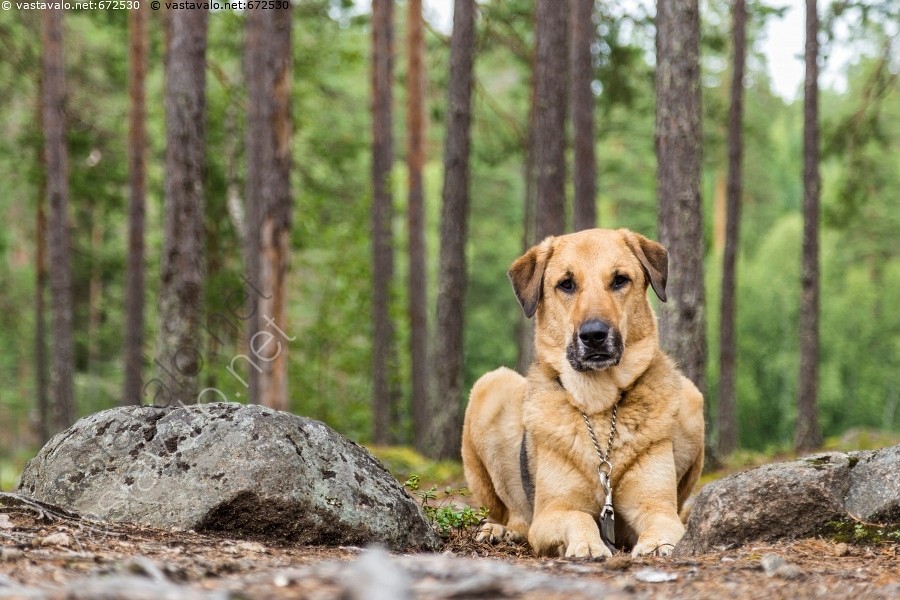 Kuva: Koiran odotus - koira sekarotuinen iso kookas isohko suuri ...