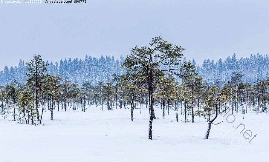 Kuva: Talvinen suomaisema - suo suomaisema talvi talvimaisema mänty ...