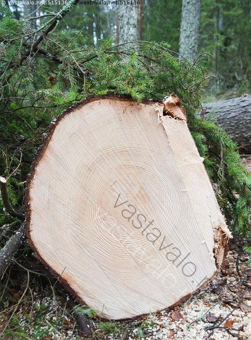 Kuva: Yli satavuotias - vanha suuri iso kaadettu puu kuusi metsäkuusi ...