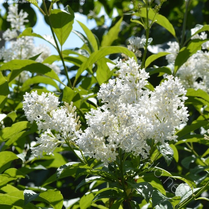Kuva: Valkoinen syreeni - unkarinsyreeni Syringa josikaea syreeni ...