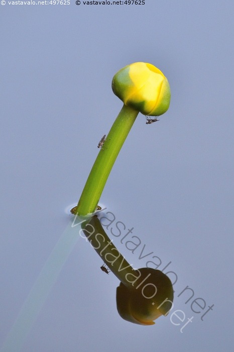 Kuva: Ulpukan kukka - ulpukka Nuphar lutea keltainen kukka kukkia ...
