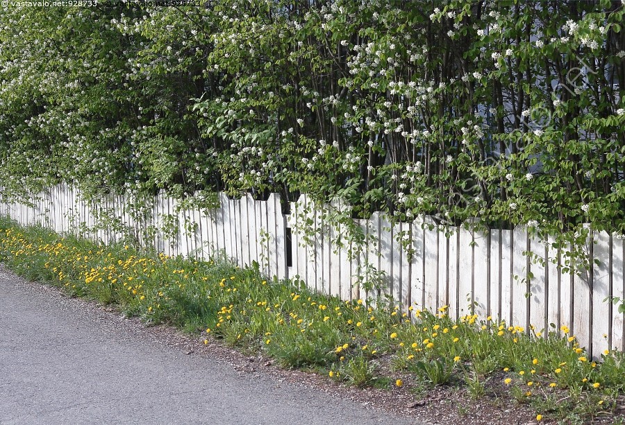 Kuva: Kukkiva kaupunki - tuomi metsätuomi lehtotuomi Prunus padus ...