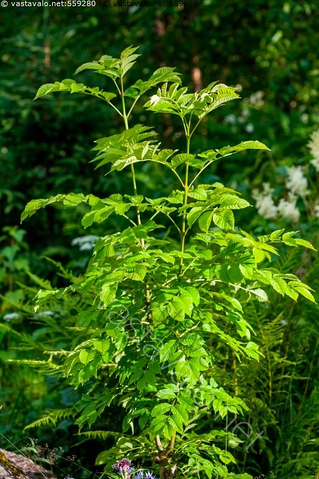 Kuva: Saarnin taimi - saarnipuu metsäsaarni lehtosaarni jalo lehtipuu ...