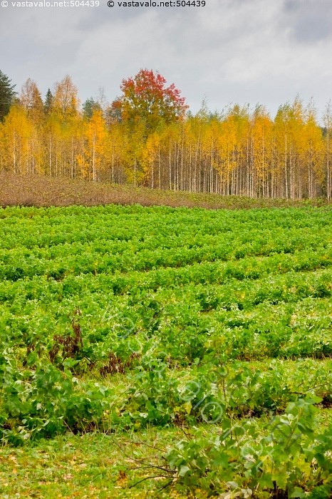 Kuva: Mustaherukan viljely - marja viinimarja herukka mustaherukka ...