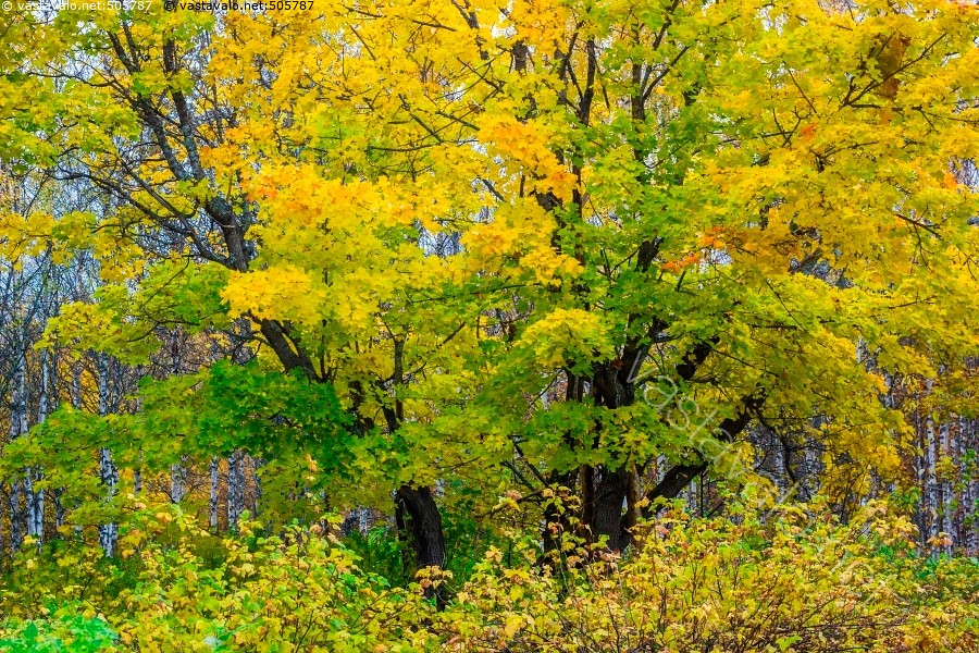 Kuva: Vaahtera hehkuu keltaisena - vaahtera ruska syksy oksa oksisto ...