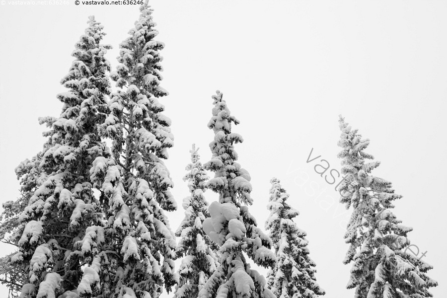 Kuva: Lumiset kuuset - talvi metsä luminen luonto maisemat talvinen ...