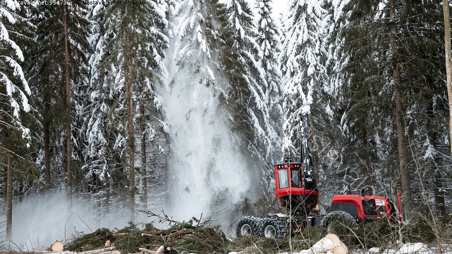 Kuva: Hakkuutyömaa - kuusi lumi oksat talvi kuusitukki kuusikko metsä ...
