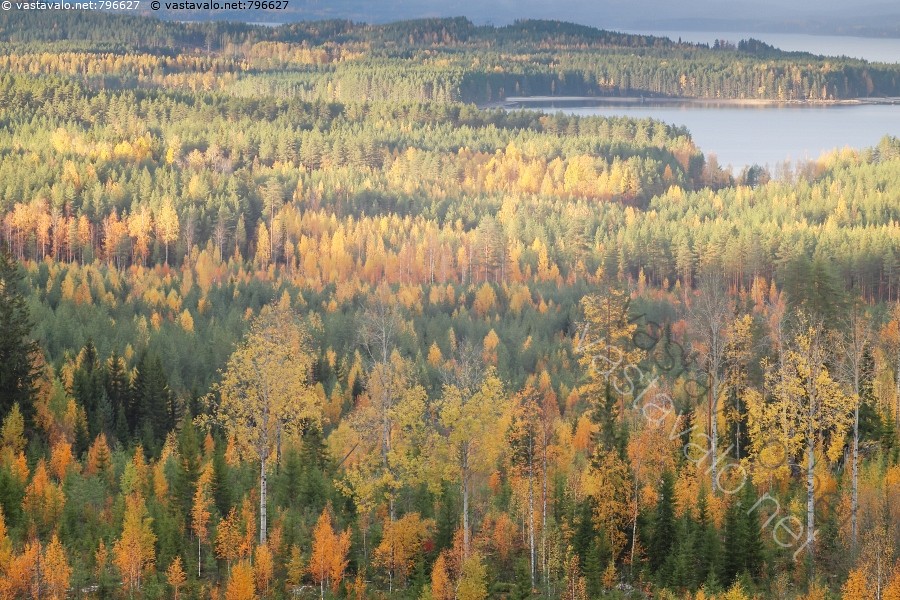 Kuva: Syksyn ruskaa - värit värikäs ruska haapa puut syksy puu värejä ...