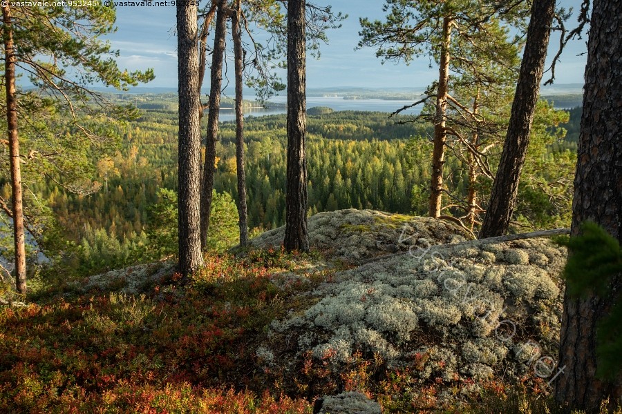 Kuva: Metsämaisema - metsämaisema metsä lehtipuu maisema vaaramaisema ...
