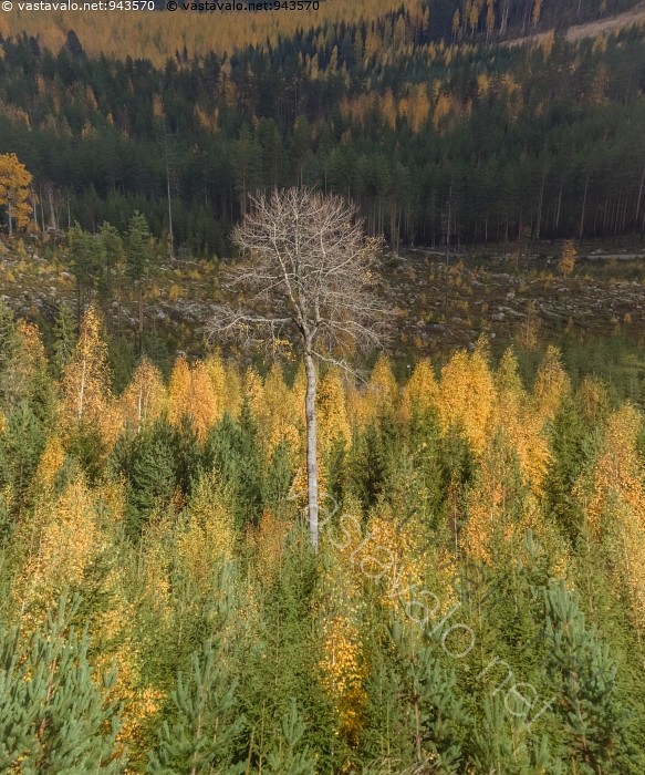 Kuva: Ylispuu haapa - metsämaisema metsä lehtipuu maisema vaaramaisema ...