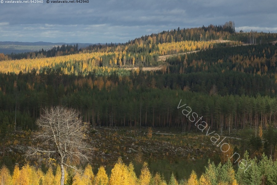 Kuva: Säästöpuu metsämaisemassa - metsämaisema metsä lehtipuu maisema ...
