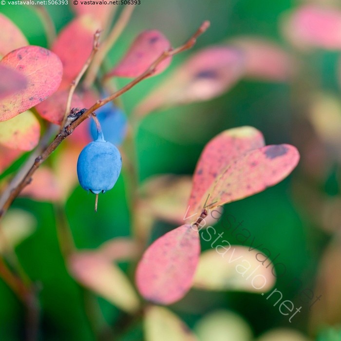 Kuva: Metsän värikkäät herkut - juolukka sulvi Vaccinium uliginosum ...