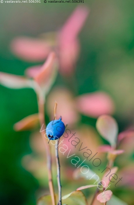 Kuva: Yksinäinen marja - juolukka sulvi Vaccinium uliginosum ruska ...