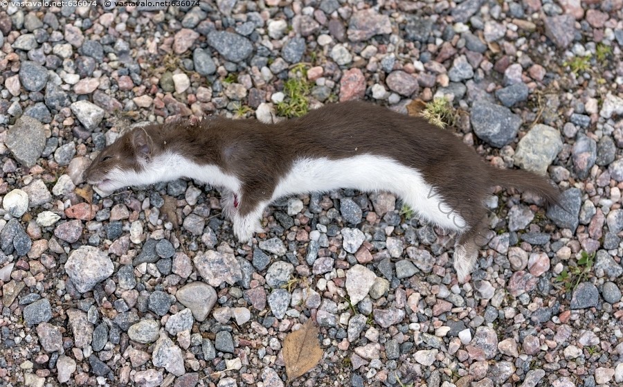 Kuva: Lumikko tiensä päässä - lumikko Mustela nivalis petoeläin nisäkäs ...