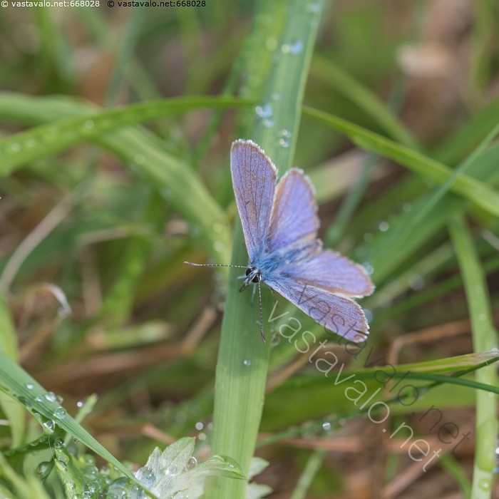 Kuva: Sinisiipi heinikossa - niittysinisiipi sinisiipi pieni sininen ...