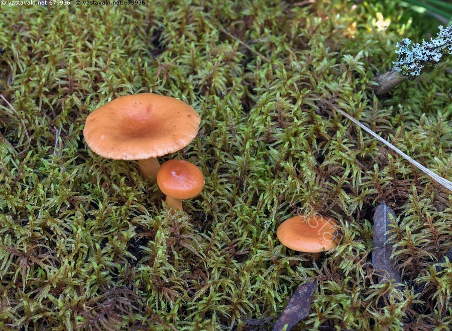 Kuva: Oranssirouskuja - oranssirousku Lactarius aurantiacus rousku ...