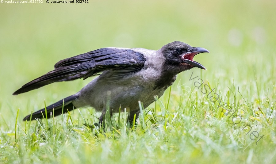 Kuva: Nuori varis kerjäämässä - varis Corvus corone cornix istua ...