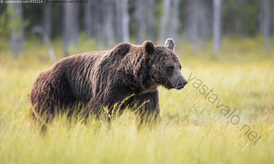 Kuva: Karhu suolla - karhu Ursus arctos ruskeakarhu eläin eläinlaji laji villi luonto ...