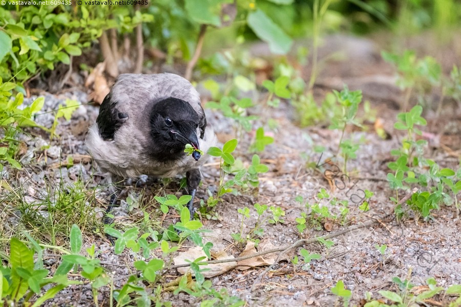 Kuva: Varis syömässä mustikkaa - varis Corvus corone cornix lintu ...