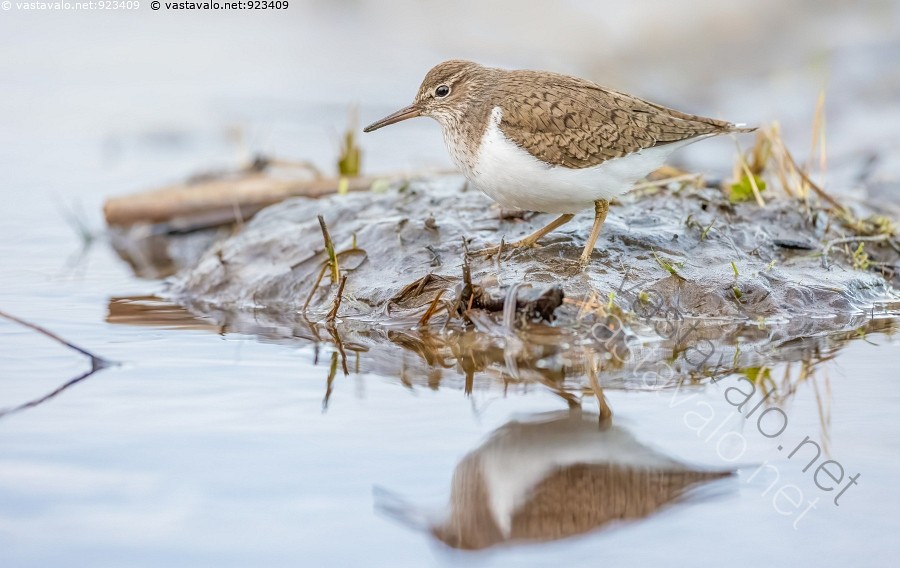 Kuva: Rantasipi ja heijastus - rantasipi Actitis hypoleucos kahlaaja ...