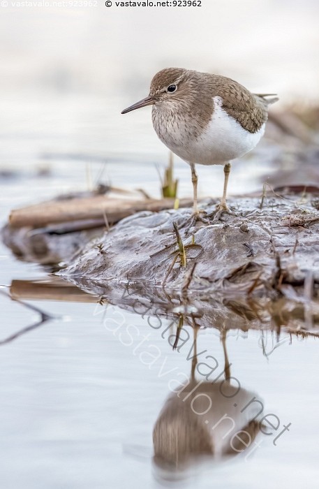 Kuva: Rantasipin poseeraus - rantasipi Actitis hypoleucos kahlaaja ...