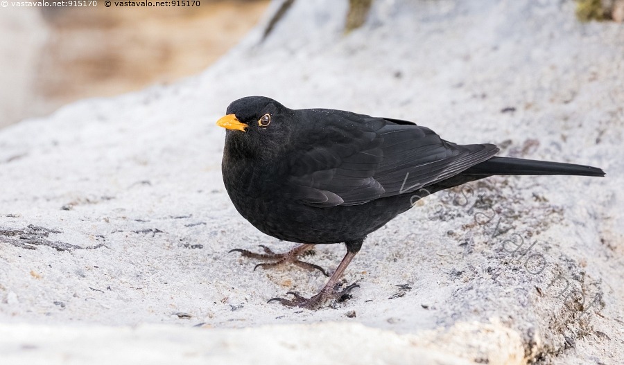 Kuva: Mustarastas ruokintapaikalla - mustarastas Turdus merula rastas ...