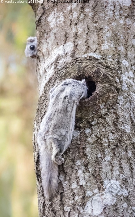 Kuva: Minne kaveri meni? - liito-orava Pteromys volans liito-oravat ...