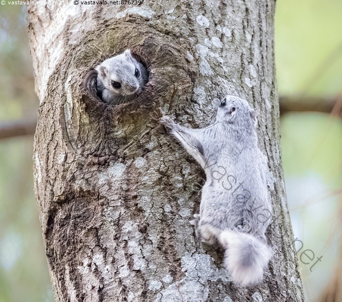 Kuva: Älä tule tänne! - liito-orava Pteromys volans liito-oravat kaksi ...