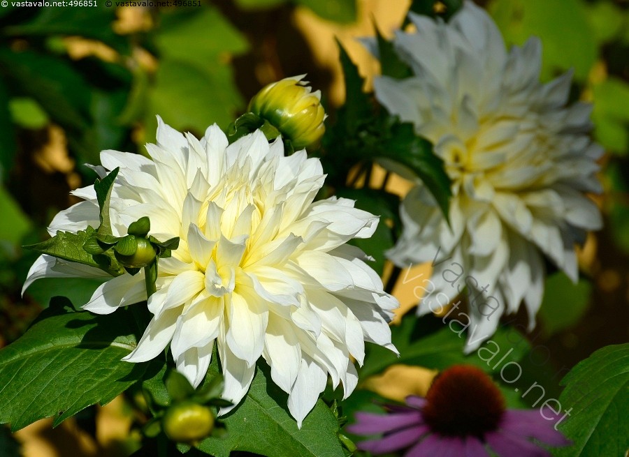 Kuva: Valkoinen daalia - Dahlia daalia joriini valkoinen kerrottu nuppu ...