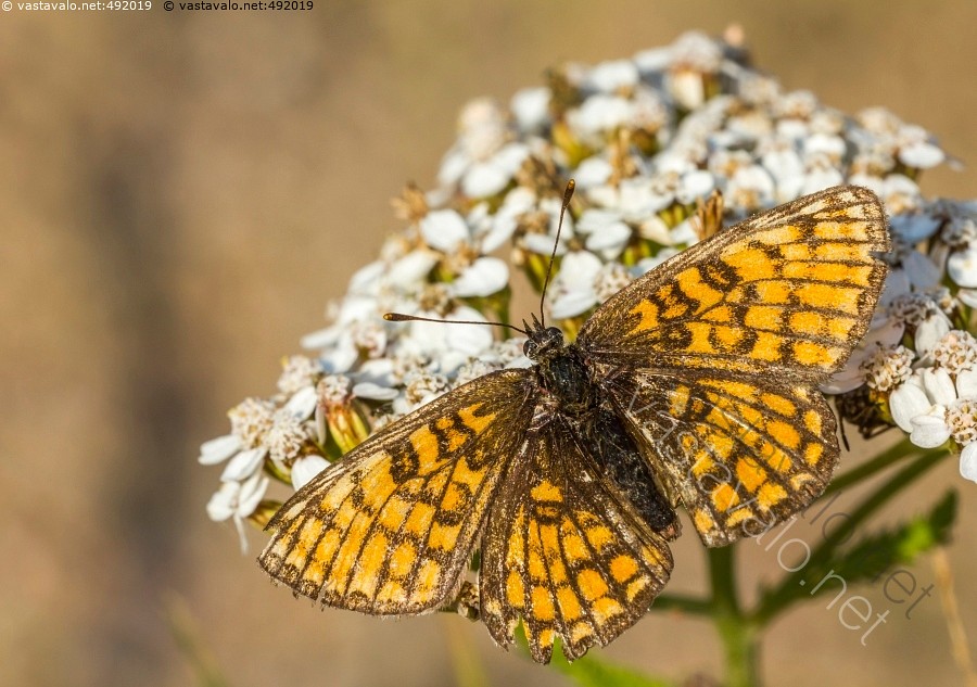 Kuva: Ratamoverkkoperhonen - ratamoverkkoperhonen Melitaea athalia ...