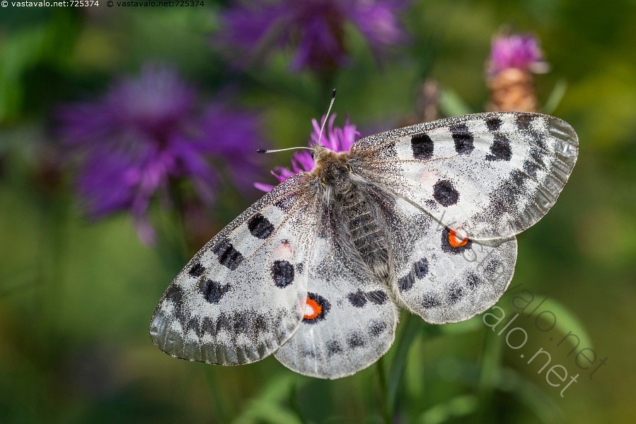 Kuva: Apollo - isoapollo Parnassius apolloperhonen suuri suurin iso ...