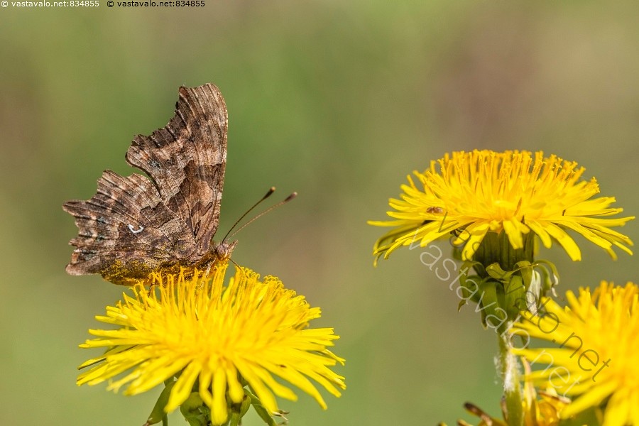 Kuva: Herukkaperhonen - herukkaperhonen Polygonia c-album ...