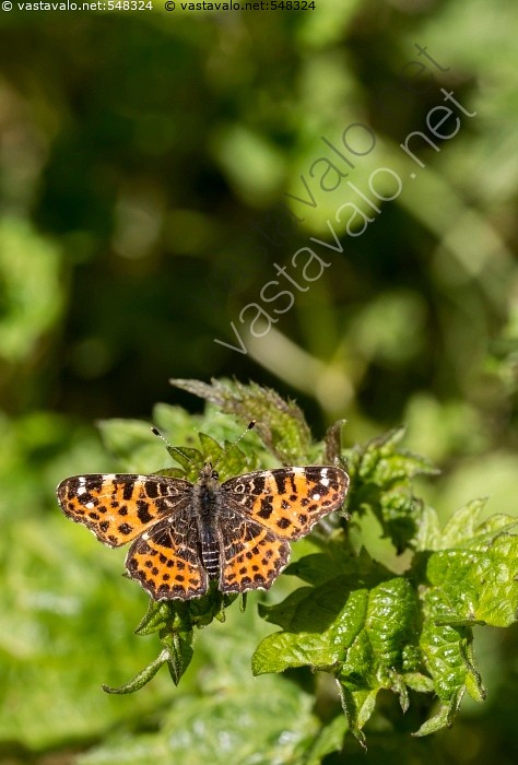 Kuva: Karttaperhosen kevätsukupolvi - Karttaperhonen Araschnia levana ...