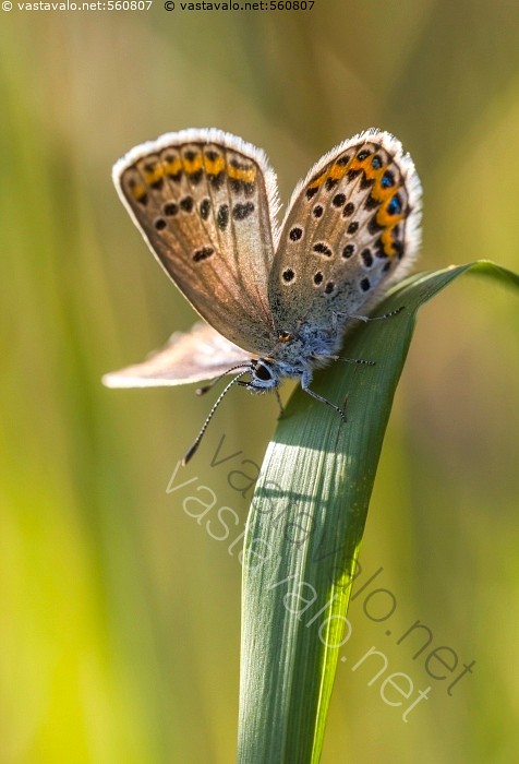 Kuva: Ketosini - ketosinisiipi Plebeius idas ketosini aikuinen naaras ...
