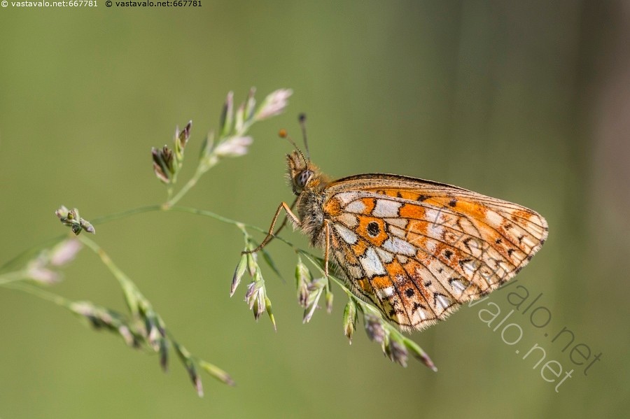 Kuva: Niittyhopeatäplä - Boloria selene perhonen päiväperhonen luonto ...