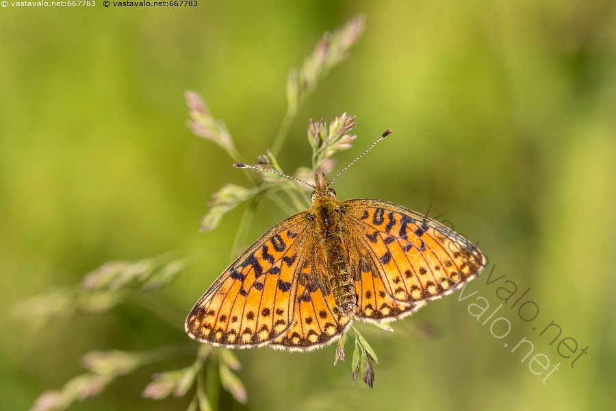Kuva: Niittyhopeatäplä - Boloria selene perhonen päiväperhonen luonto ...