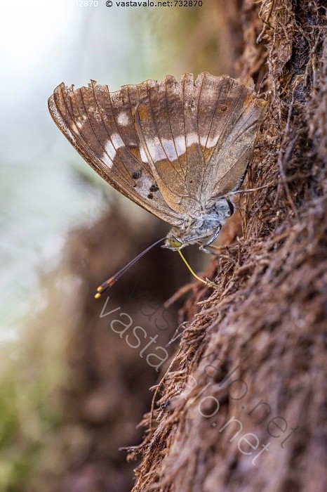 Kuva: Pikkuhäiveperhonen puunrungolla - Apatura ilia perhonen ...