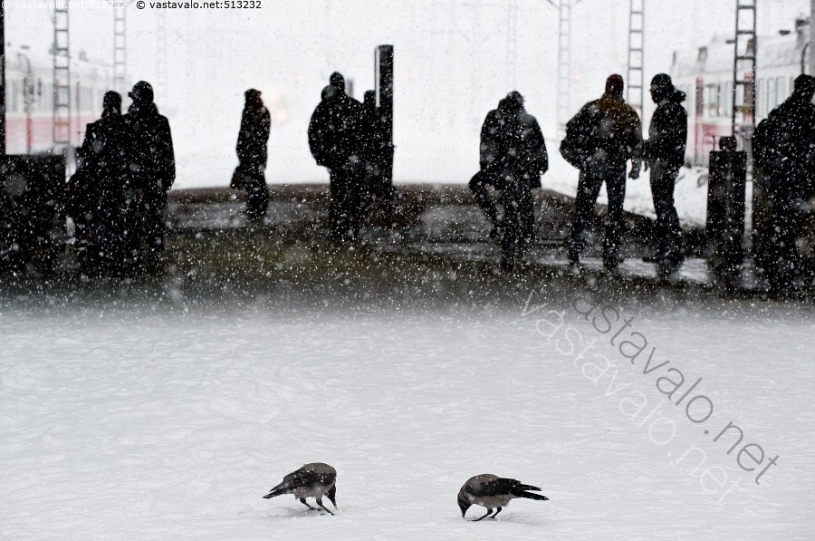 Kuva: Junan odotusta - Helsinki rautatieasema varis lintu lumisade lumi ...