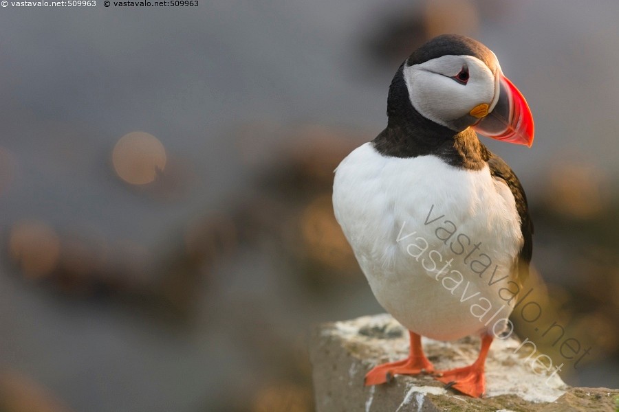 Kuva: Lunni - Lunni lintu linnut aikuinen Fratercula arctica ...