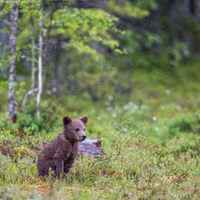 Kuva: Märkää - karhu pentu märkä vetinen kesä karva turkki odotus ...