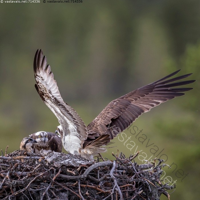 Kuva: Perhe-elämää sääksenpesällä - kalasääski sääksi pesä perhe ...