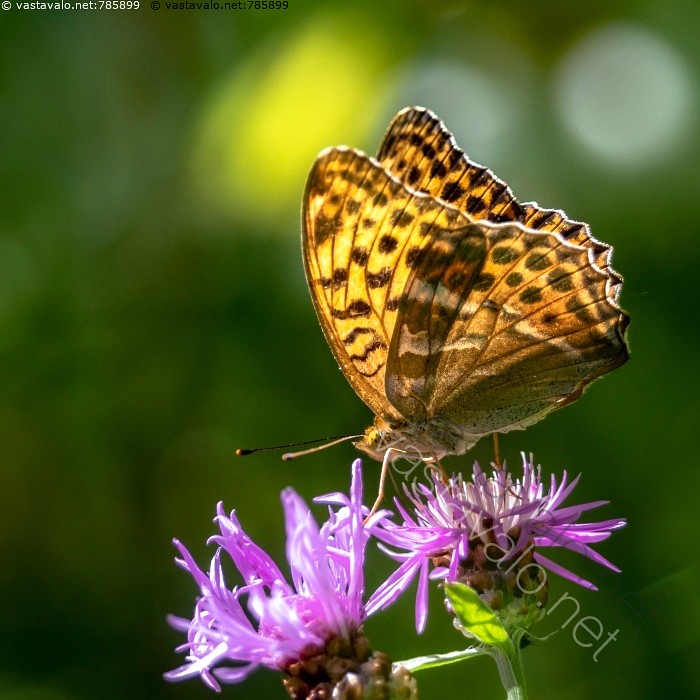 Kuva: Hehkeä heinäkuu - kesä perhonen keisarinviitta aurinkoinen luonto ...