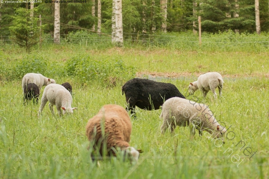 Kuva: Lampaat aitauksessa - valkoinen lammas lampaat monta monia ...